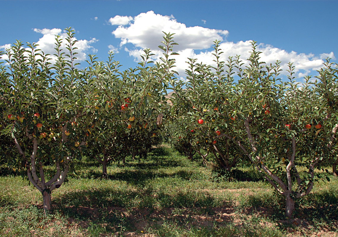 From Tart to Sweet: Enjoying Minnesota-bred Apples All Season - The ...