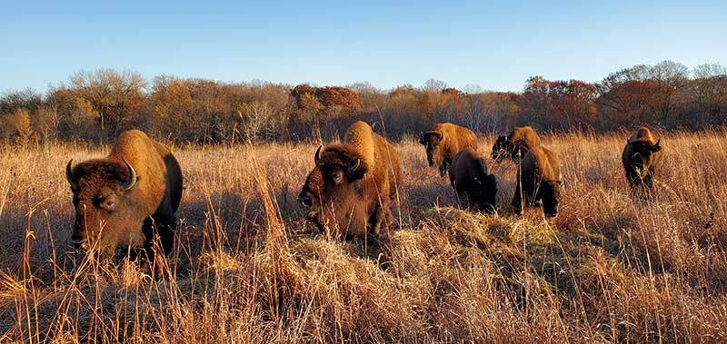 Bison Relocated Near Hastings to Help Restore Tall-grass Prairie - The ...