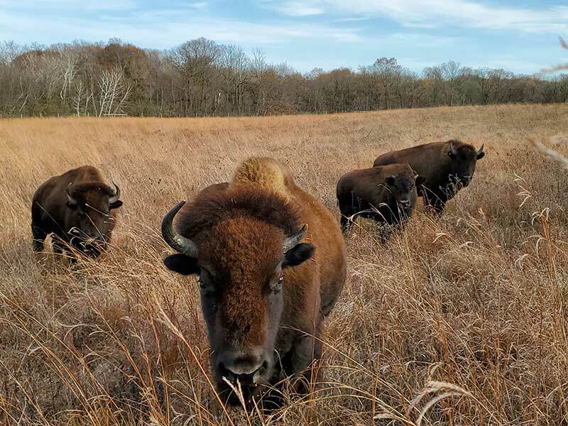 Bison Relocated Near Hastings to Help Restore Tall-grass Prairie - The ...