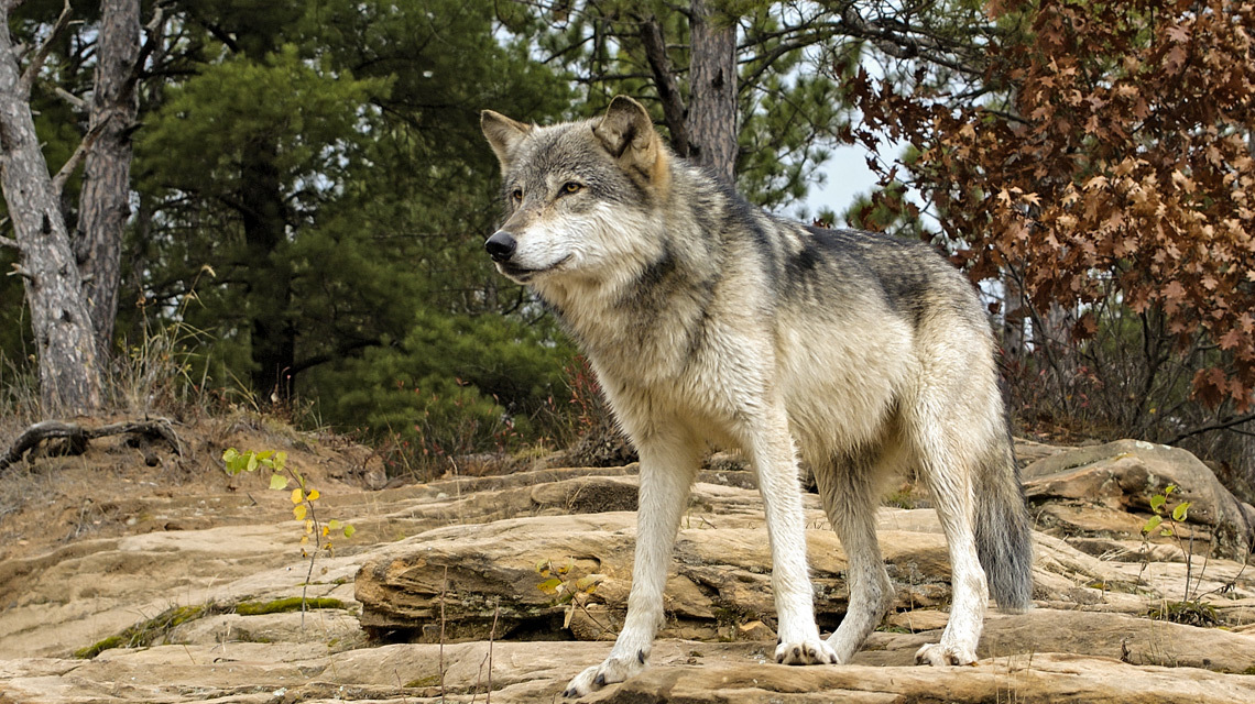 Blog Playing Our Part for Minnesota Species - Minnesota Lottery