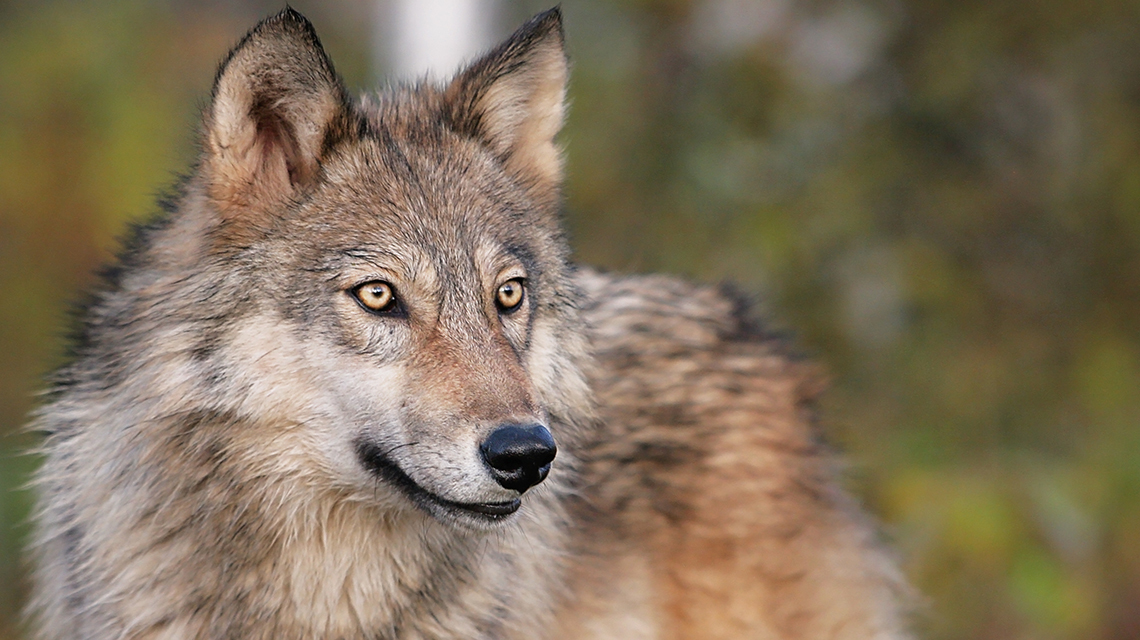 Blog Playing Our Part for Wildlife - Minnesota Lottery